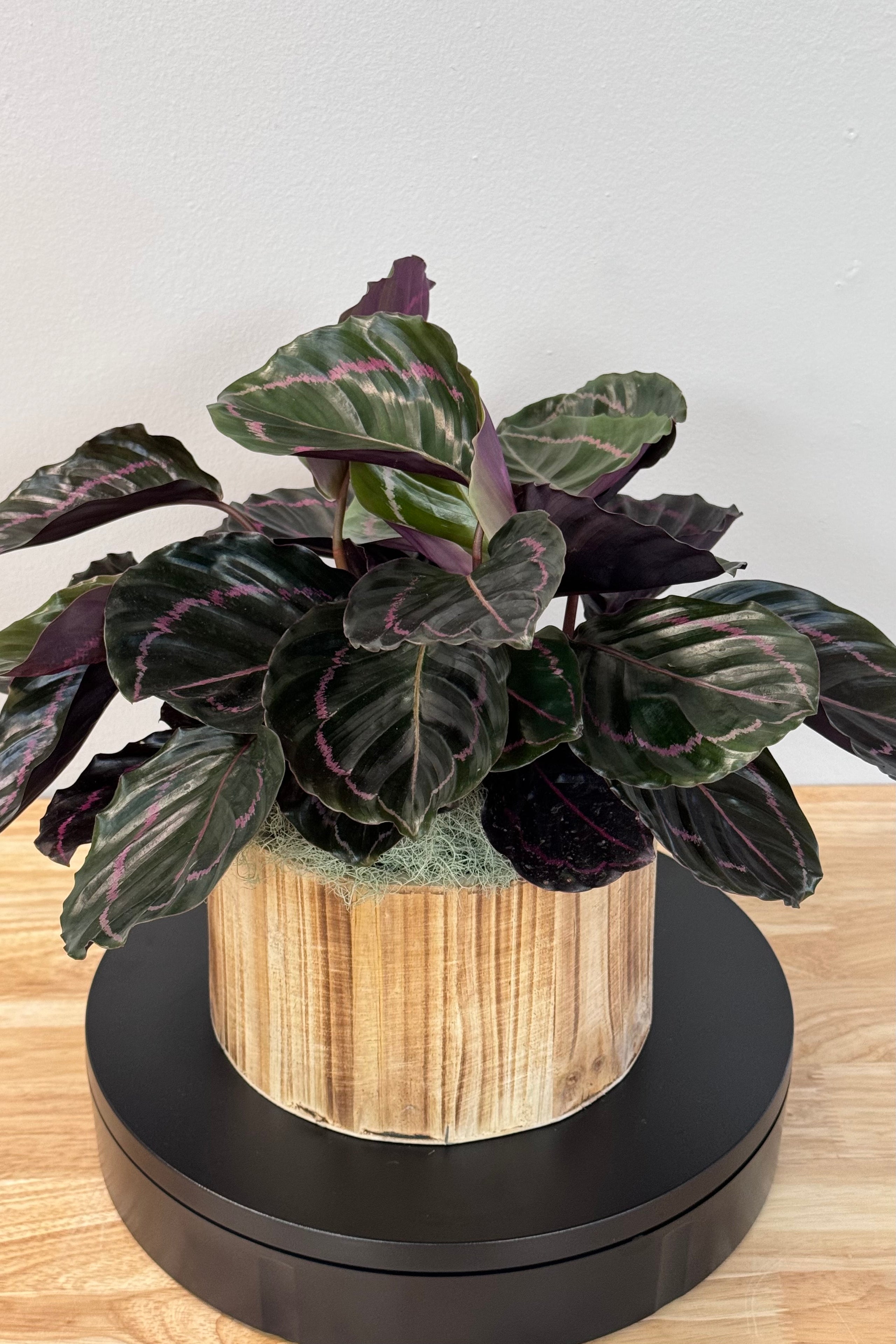 Medallion Calathea in round Wood Container | Aster Flora & Gifts